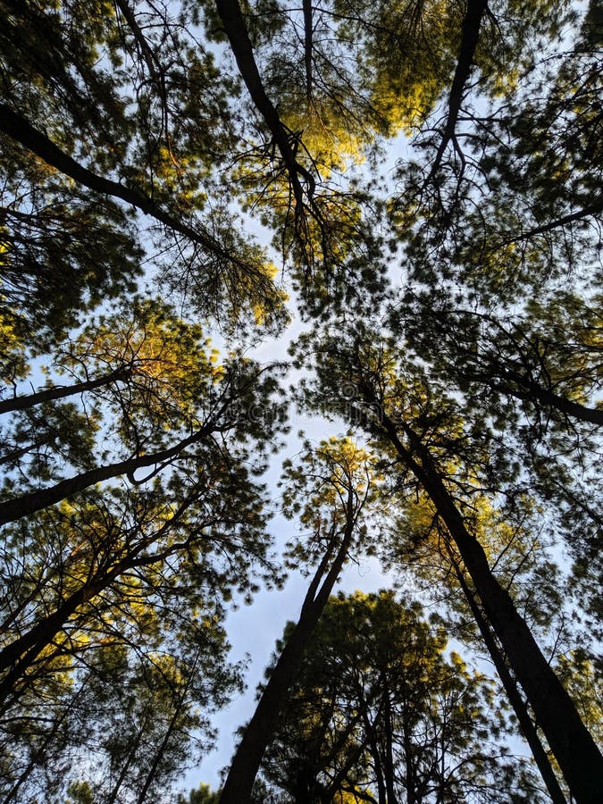 The Beauty of the Pine Tree Stock Photo - Image of tree, calm: 227995868