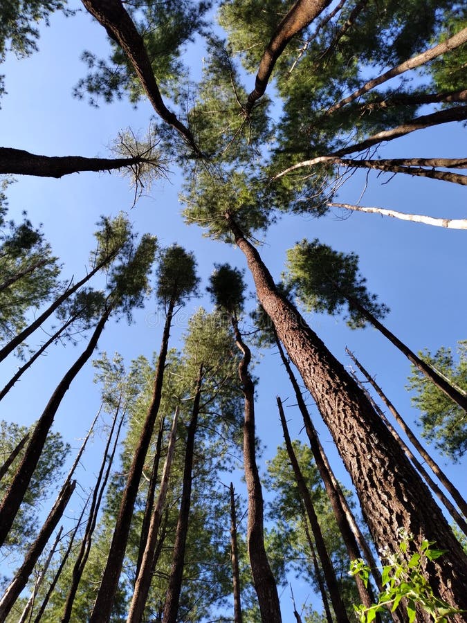 Beauty of Pine Trees with Clear Blue Sky is a Great Sight To Behold ...
