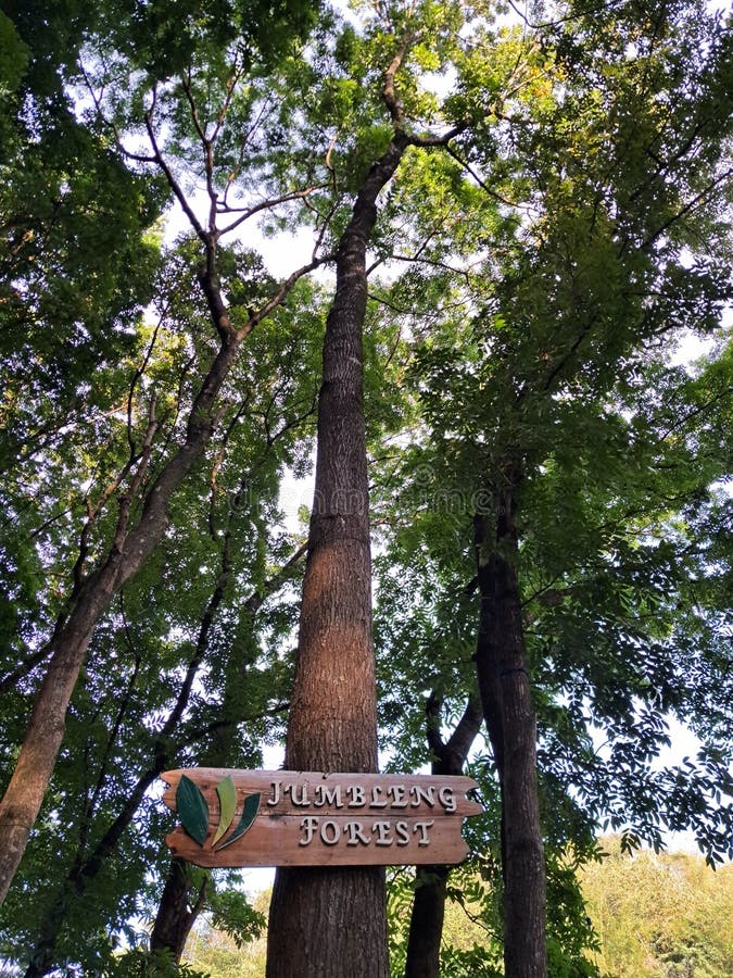 Jumbleng Forest Stock Photos - Free & Royalty-Free Stock Photos from ...
