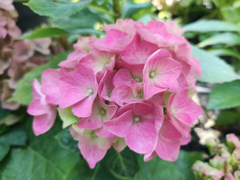 The Beauty of Pink Hydrangeas in the Garden Stock Photo - Image of ...
