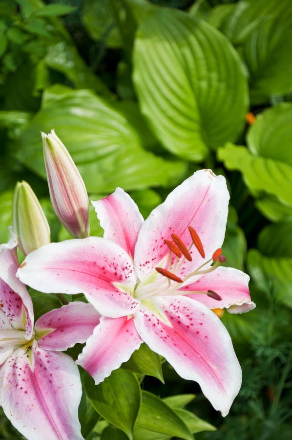 Beauty Pink Paint Texture Background. Decorative Fashion Texture. Stock ...