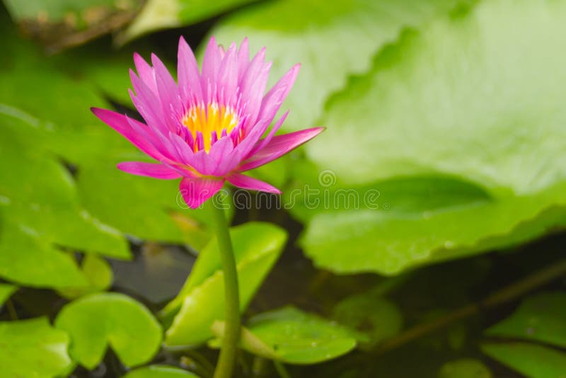 Beauty Pink Lotus Flower Nature Stock Image - Image of spring, lotus ...