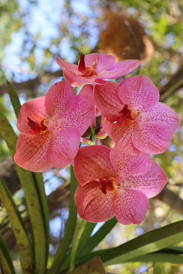 The Beauty of the Pink Orchids that Bloom Stock Image - Image of ...