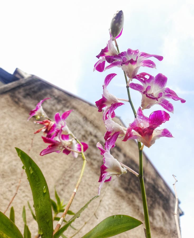The Beauty of Pink Orchids Blooming in the Yard Stock Photo - Image of ...