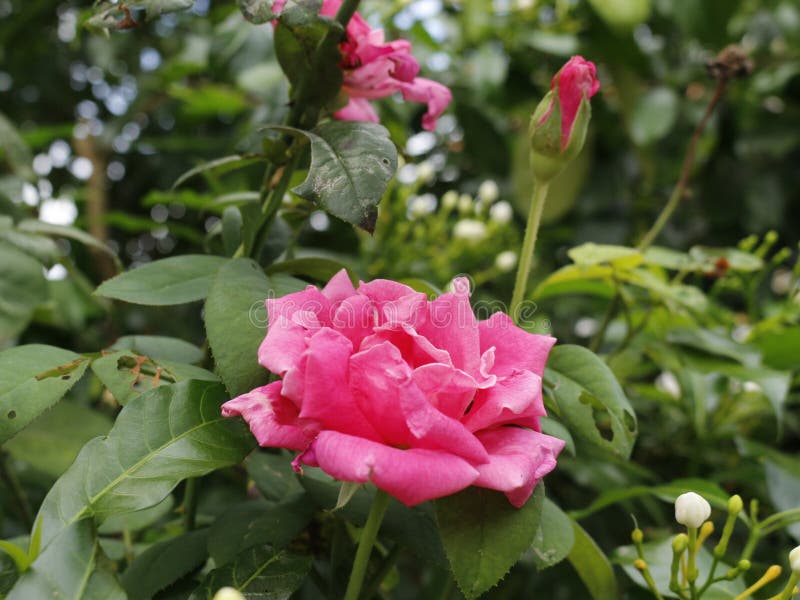 Beauty pink rose stock image. Image of abstract, flora - 98376901