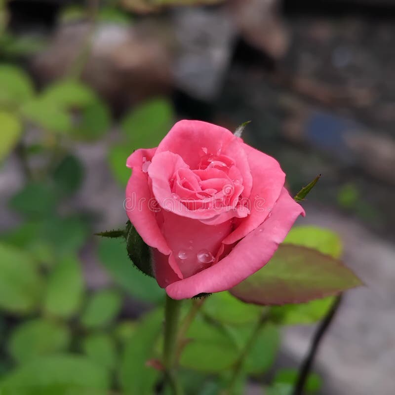 The Beauty of Pink Roses Flower after Rain Stock Image - Image of roses, rain: 360110819
