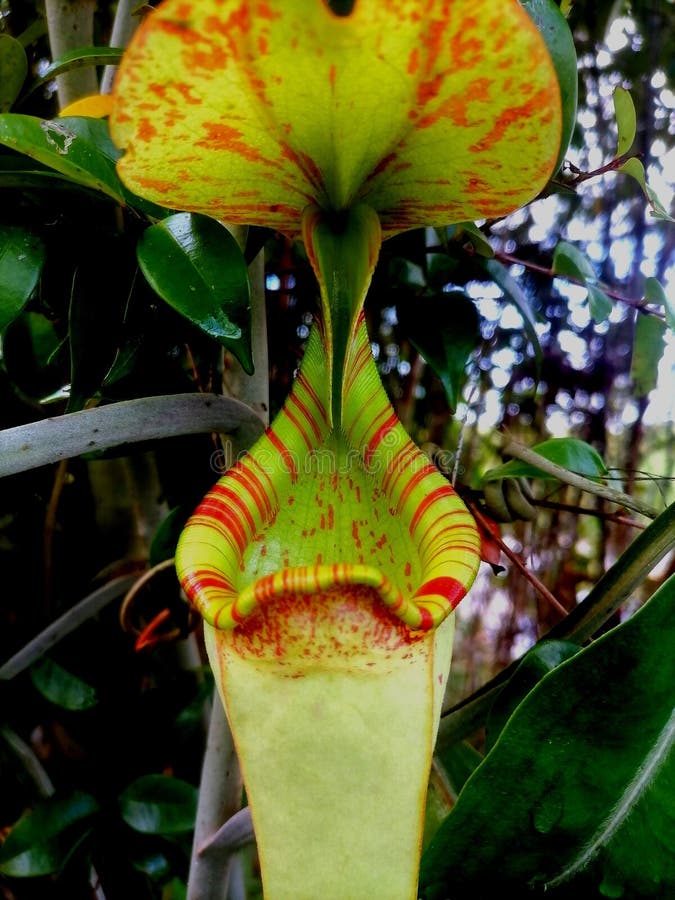 The Beauty of Pitcher Plant Stock Image - Image of nature, pitcher ...