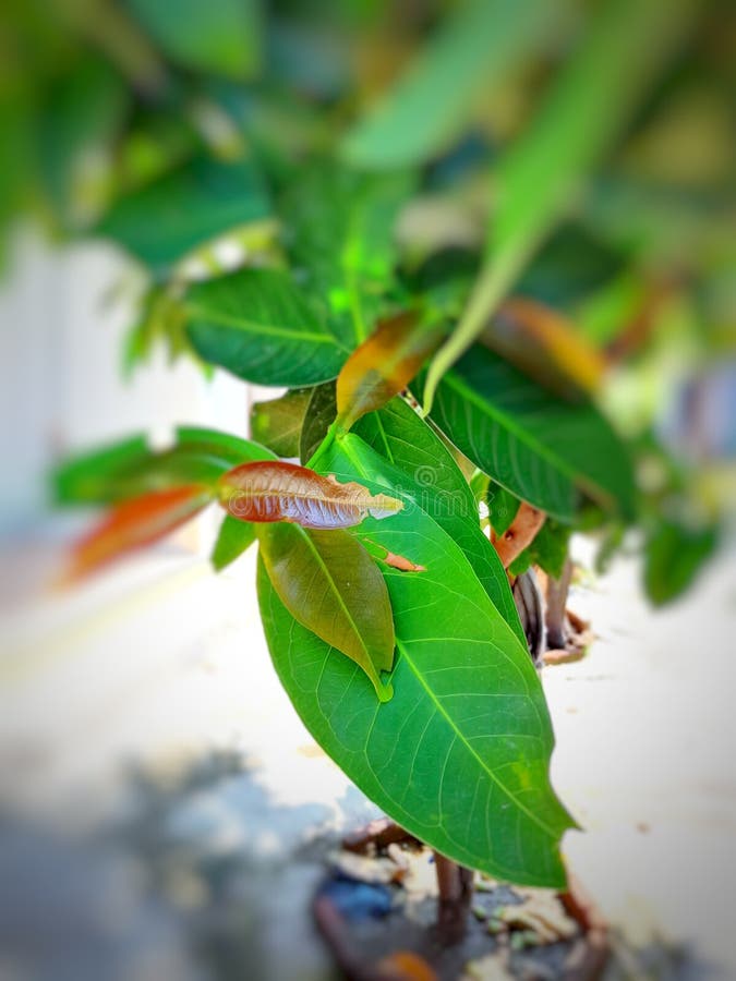 The Beauty of Plants and Green Shoots Stock Image - Image of shoots ...