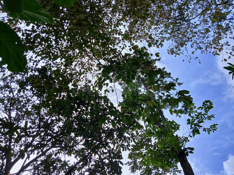 The Beauty of the Protected Forest and the Bright Sunshine Stock Photo ...