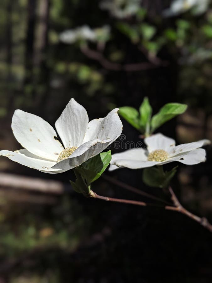 Beauty is Pure stock photo. Image of beauty, nature - 154844710