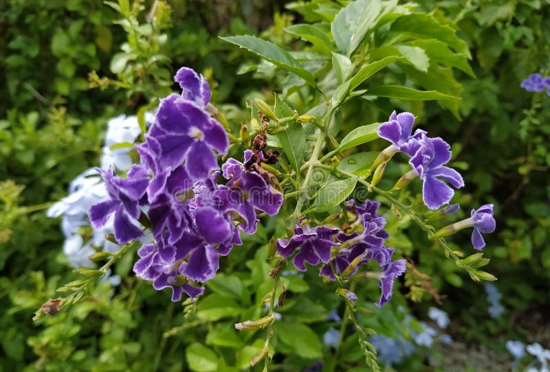Beauty of Purple Duranta Erecta Stock Image - Image of purple, duranta ...