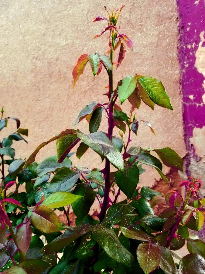 Beauty of quetta 3 stock image. Image of fruit, quetta - 179546177