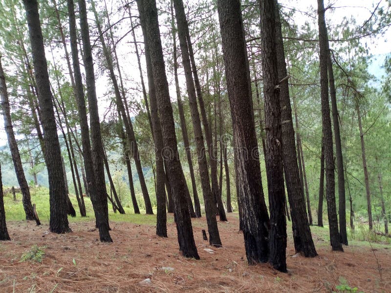 Almora beauty stock image. Image of stadiumdevi, summer - 130514339