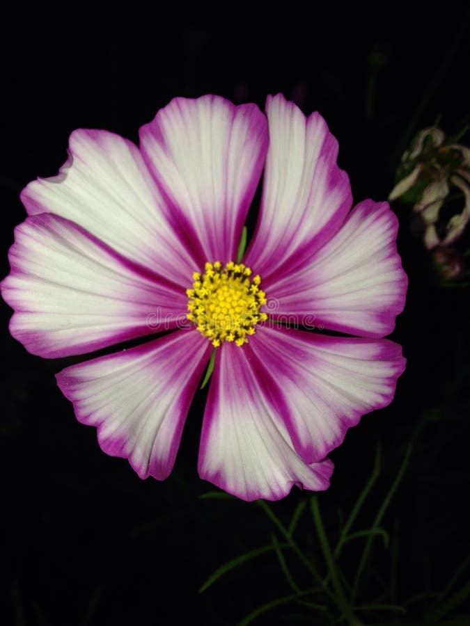 Beauty stock image. Image of flowers, summer, beauty - 69757909