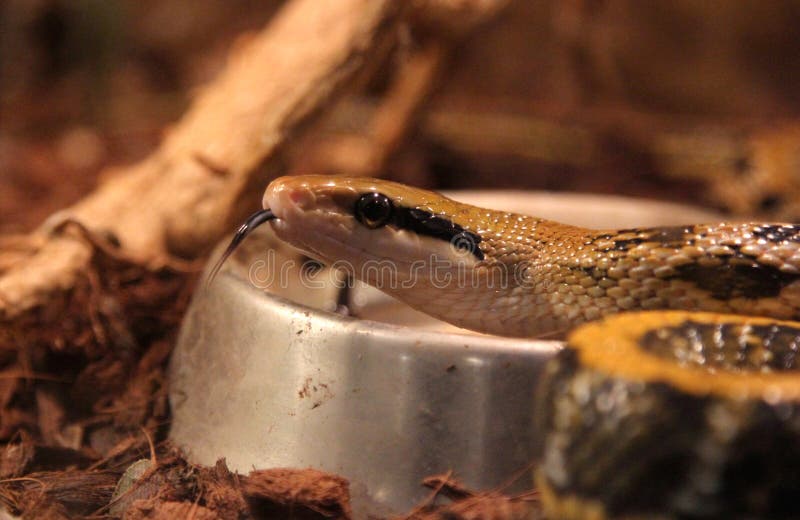 Cave Racer Snake Stock Photos - Free & Royalty-Free Stock Photos from ...