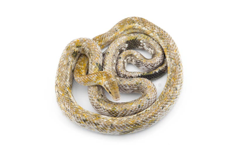 Beauty Rat Snake Calico Isolated on Black Background Stock Photo ...