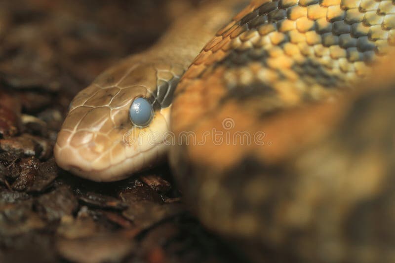 Beauty rat snake stock photo. Image of cave, animal - 276645652