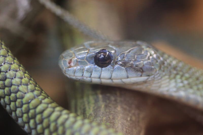 Beauty rat snake stock image. Image of animal, detail - 379788719