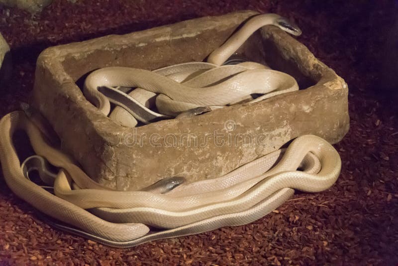 Cave Racer Snake Stock Photos - Free & Royalty-Free Stock Photos from ...