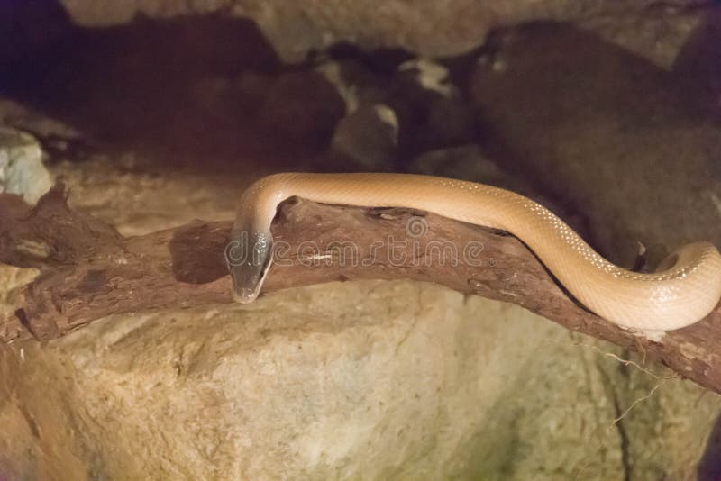 Cave Racer Snake Stock Photos - Free & Royalty-Free Stock Photos from ...