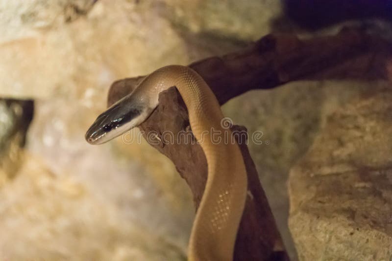 Cave Racer Snake Stock Photos - Free & Royalty-Free Stock Photos from ...