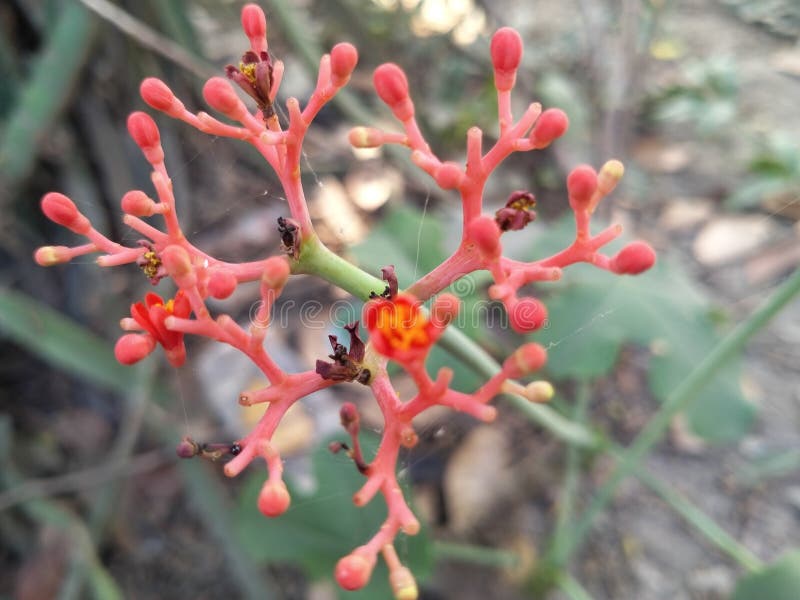 The Beauty of the Red Chinese Castor Tree Flower Stock Image - Image of ...
