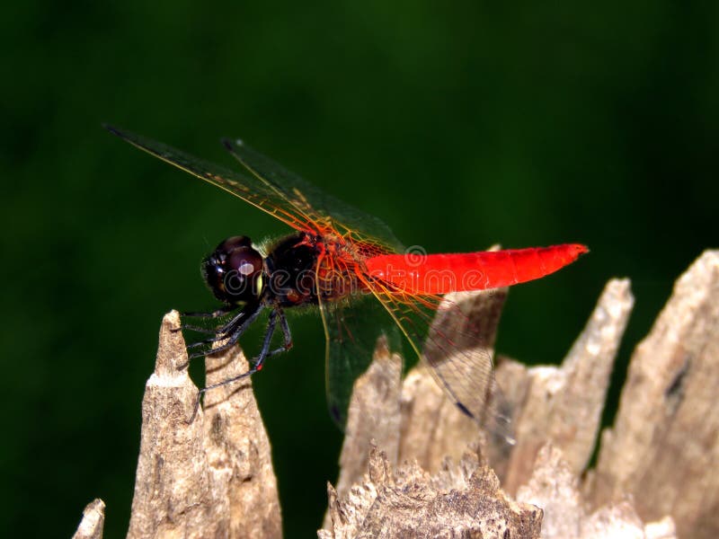 Beauty of red dragonfly stock image. Image of create - 96691525