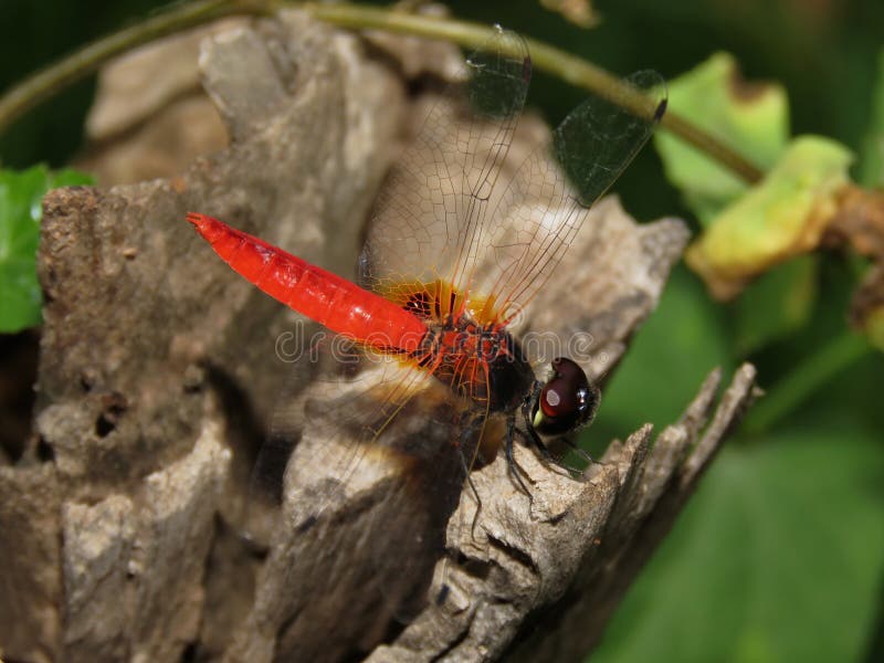 Beauty of red dragonfly stock image. Image of create - 96691525