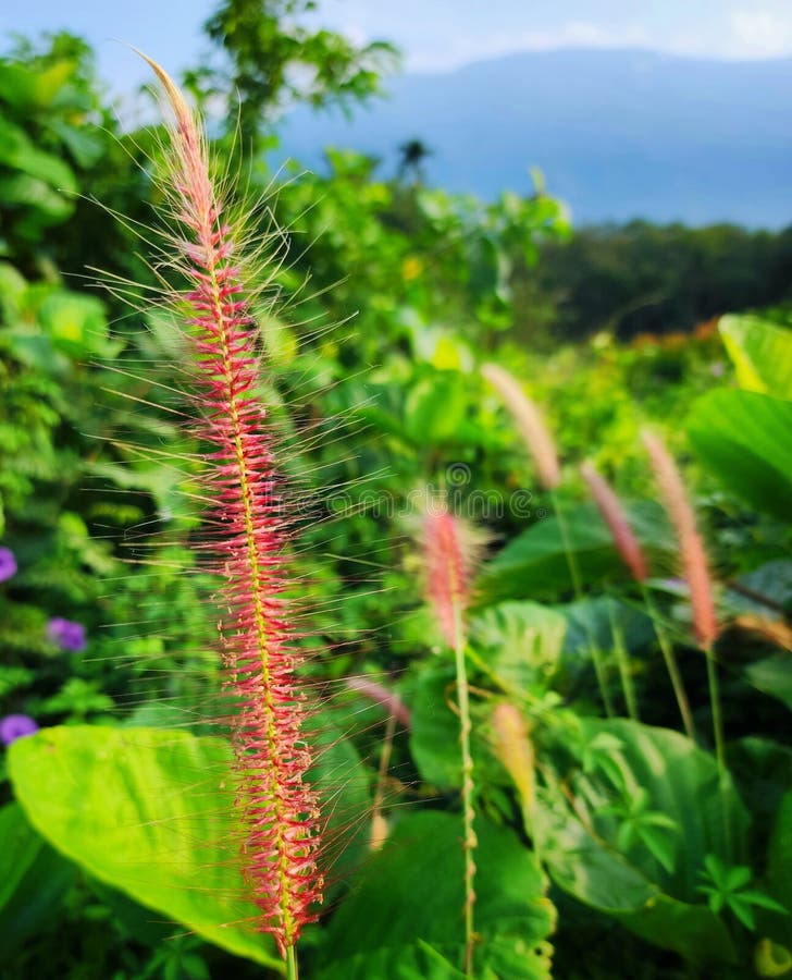 The Beauty of Red Grass Grows Naturally in the Wild Stock Image - Image ...