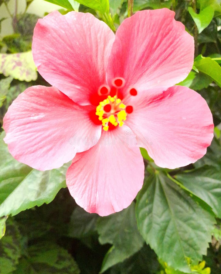 The Beauty of Red Hibiscus Flowers Blooming in the Yard Stock Image ...