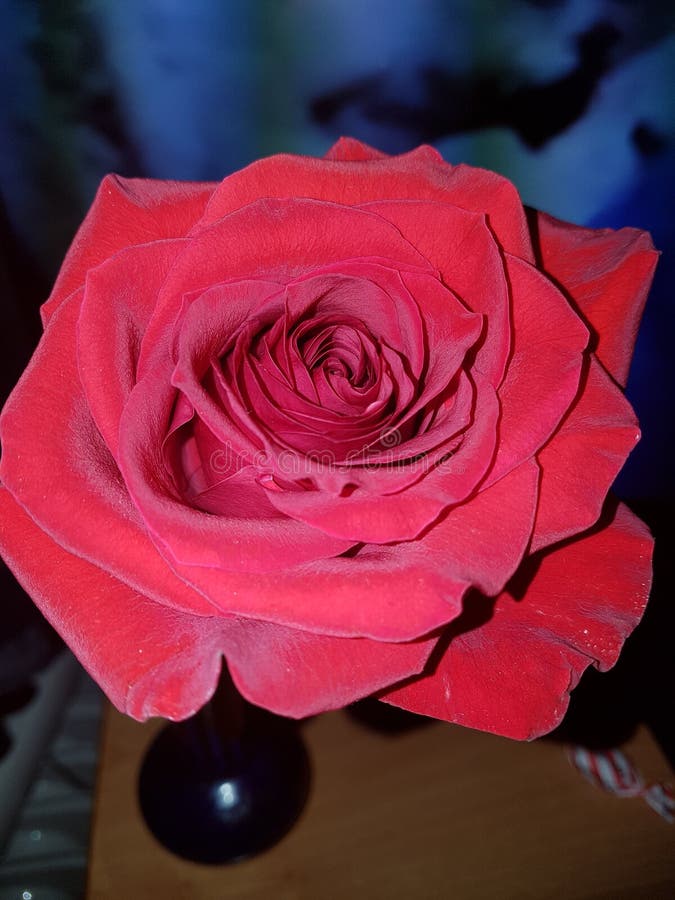 The Beauty of the Red Rose. Stock Photo - Image of burgundy, petals ...
