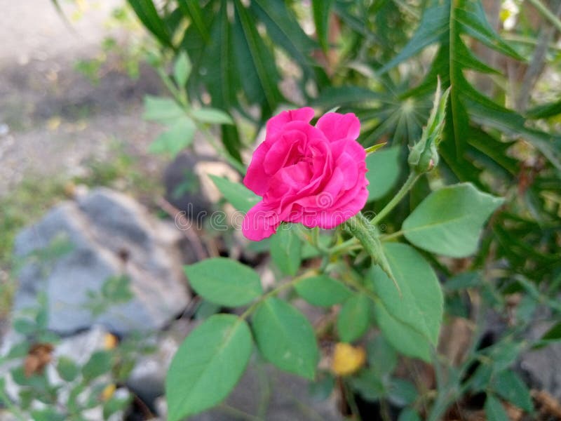 The Beauty of Red Roses that Begin To Bloom with Bright Sunlight in the ...