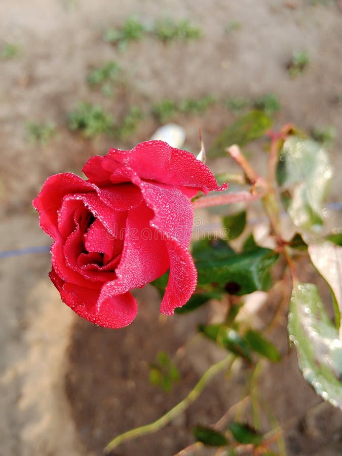 Beauty of Red Roses with Dew Drop Stock Photo - Image of beauty, roses ...