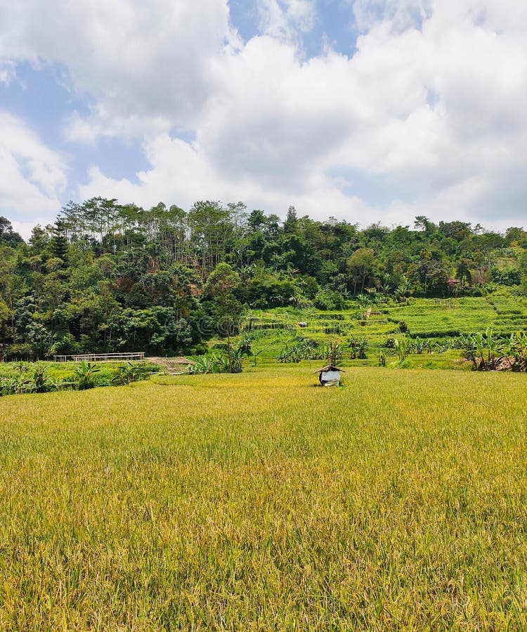 Paddi Rice Stock Photos - Free & Royalty-Free Stock Photos from Dreamstime