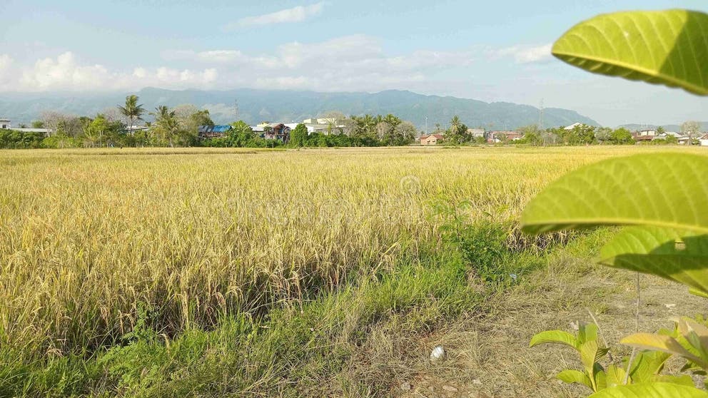 The Beauty of the Rice Fields in Front of the House Stock Photo - Image of ricefield, rice ...