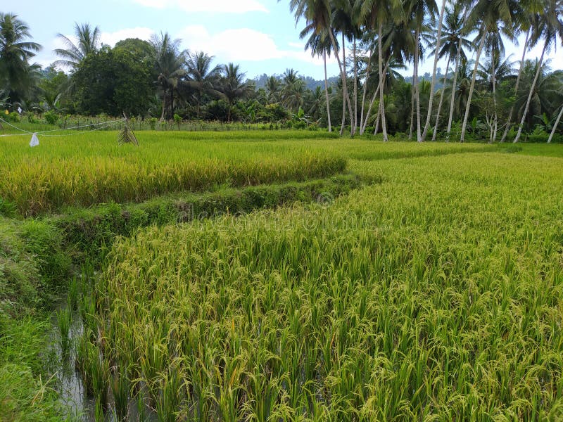The Beauty of Rice Fields with Green Rice Stock Photo - Image of rice ...