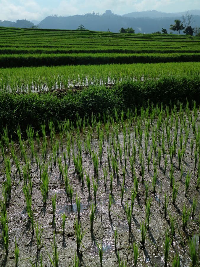 The Beauty of Rice Fields in Indonesia Stock Photo - Image of season ...