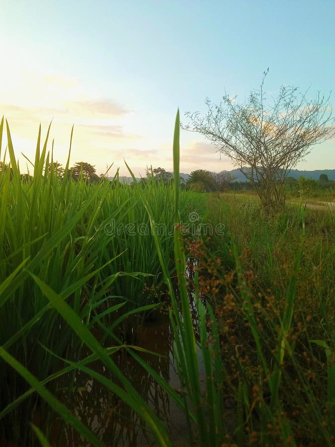 The Beauty of Rice Fields and Mountains Stock Photo - Image of ...
