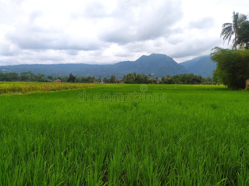 The Beauty of Rice Fields and Mountains into One Stock Image - Image of ...
