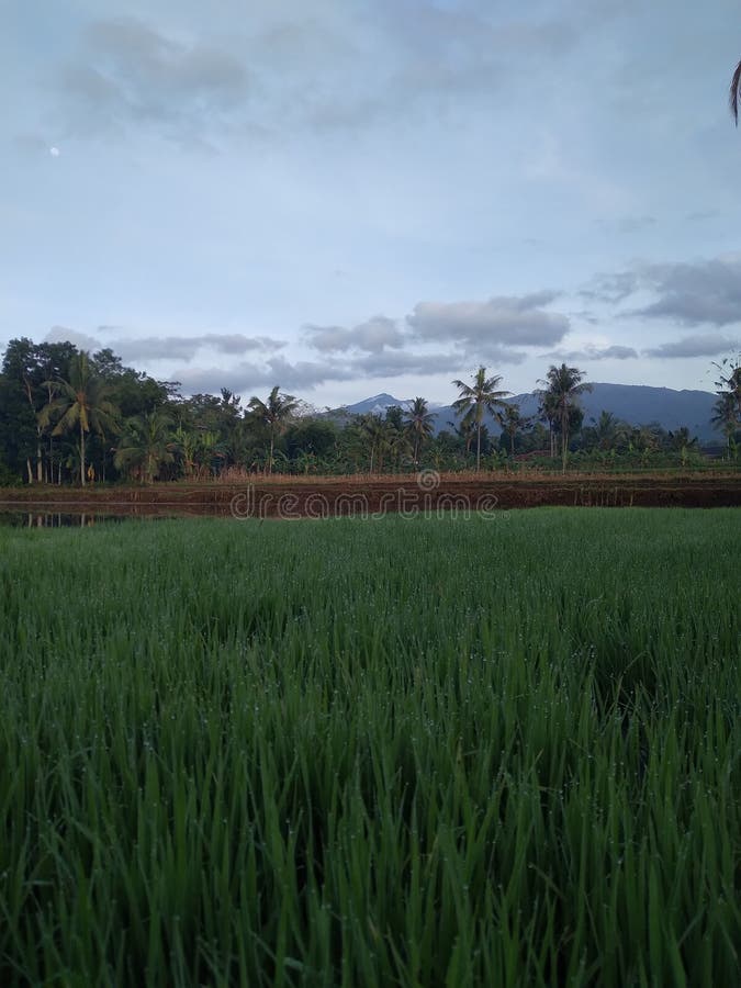 The Beauty of Rice Seeds in the Rice Fields with the Beauty of Mount ...