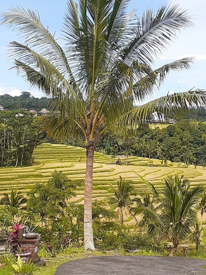 Beauty rice terras stock image. Image of village, rice - 267403957