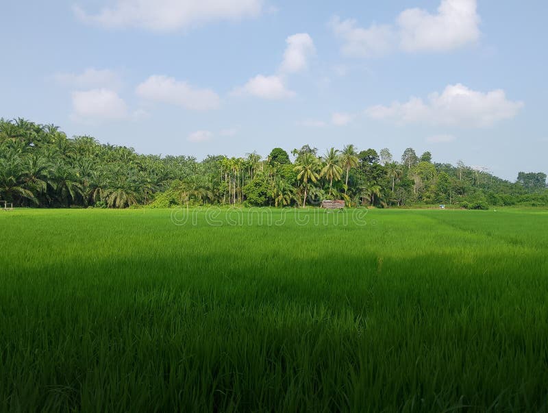 The Beauty of the Rise Fields in My Hometown Stock Image - Image of ...