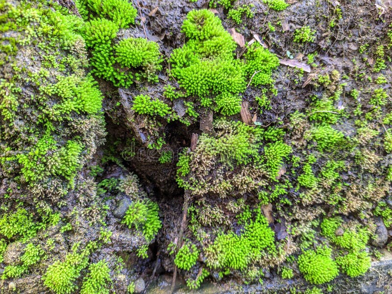 The Beauty of the Rocks Decorated by Green Grass Stock Photo - Image of ...