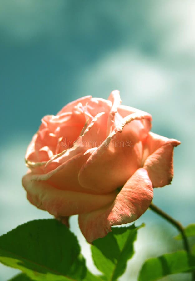 Beauty rose stock photo. Image of pink, rose, life, landscape - 3932
