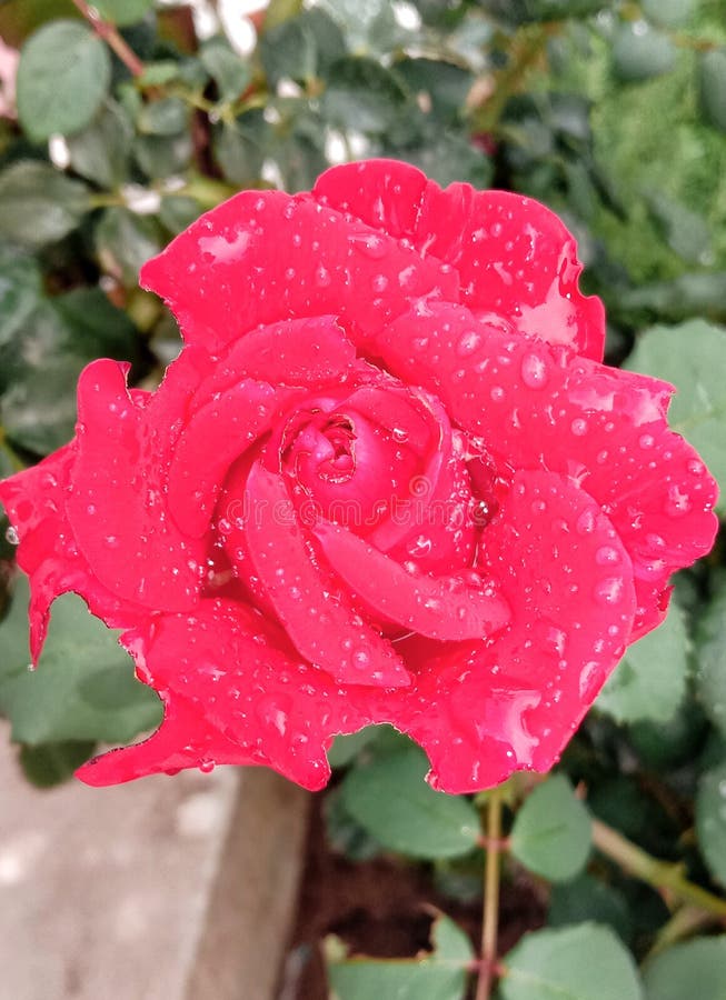 Beauty of rose stock photo. Image of nature, flower - 221648792