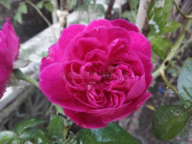 The beauty rose afternoon stock image. Image of rose - 325657451