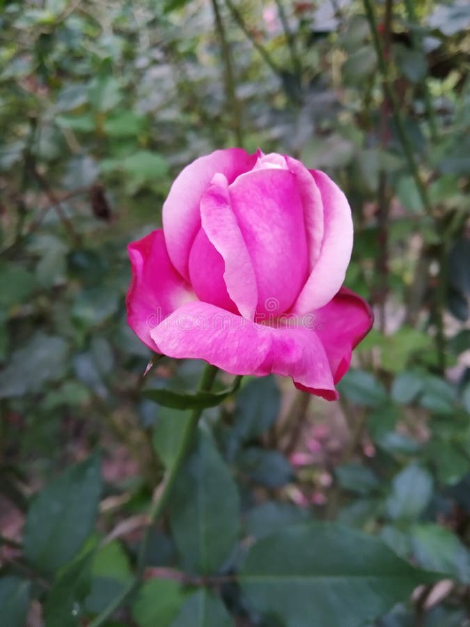 Beauty of a Rose stock photo. Image of beauty, rose - 171175316