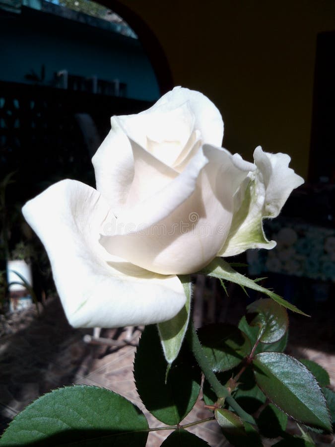 Beauty rose stock image. Image of plant, flora, white - 84829751