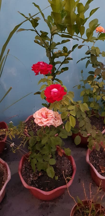 Beauty rose flower stock photo. Image of redrose, flower - 365499872