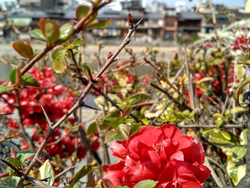 Beauty of rose flowers stock image. Image of beauty - 190017011